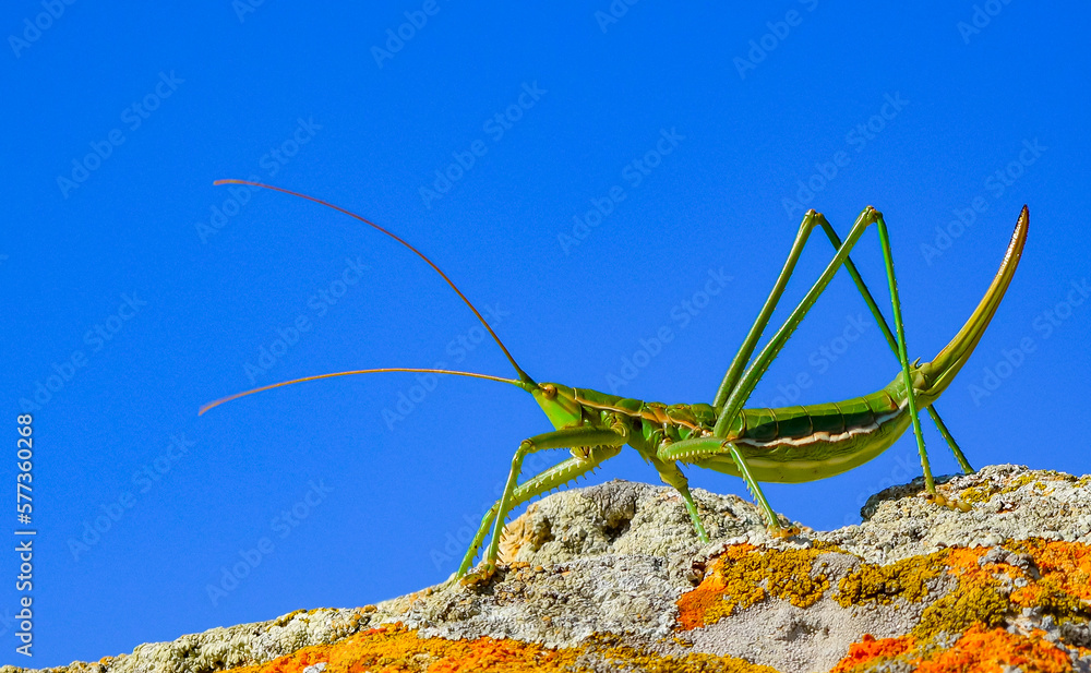 Predatory bush cricket, or the spiked magician (Saga pedo, Orthoptera ...