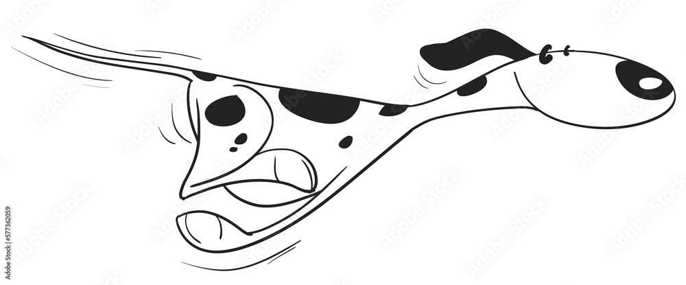 Perro blanco y negro contento, corriendo y sonriendo, muy activo y ...