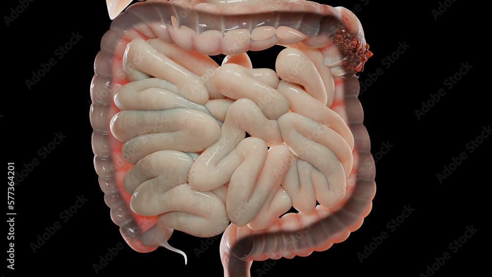 3d illustration of human digestive system anatomy, concept of the ...