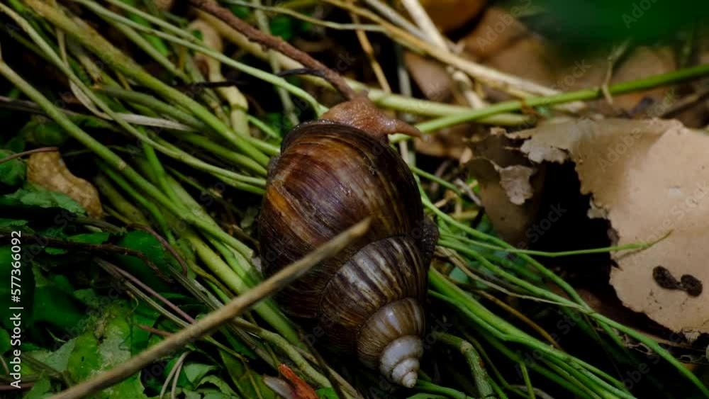 Large Giant African land snail with brown conical shell, invasive ...