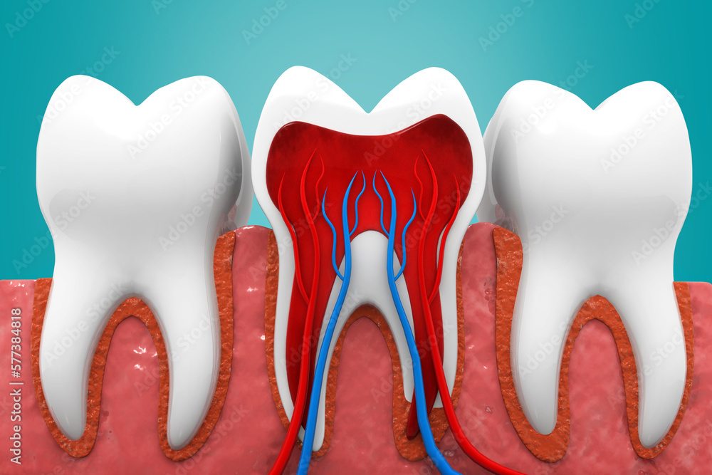 Human tooth structure. cross section. pulp with blood vessels and ...