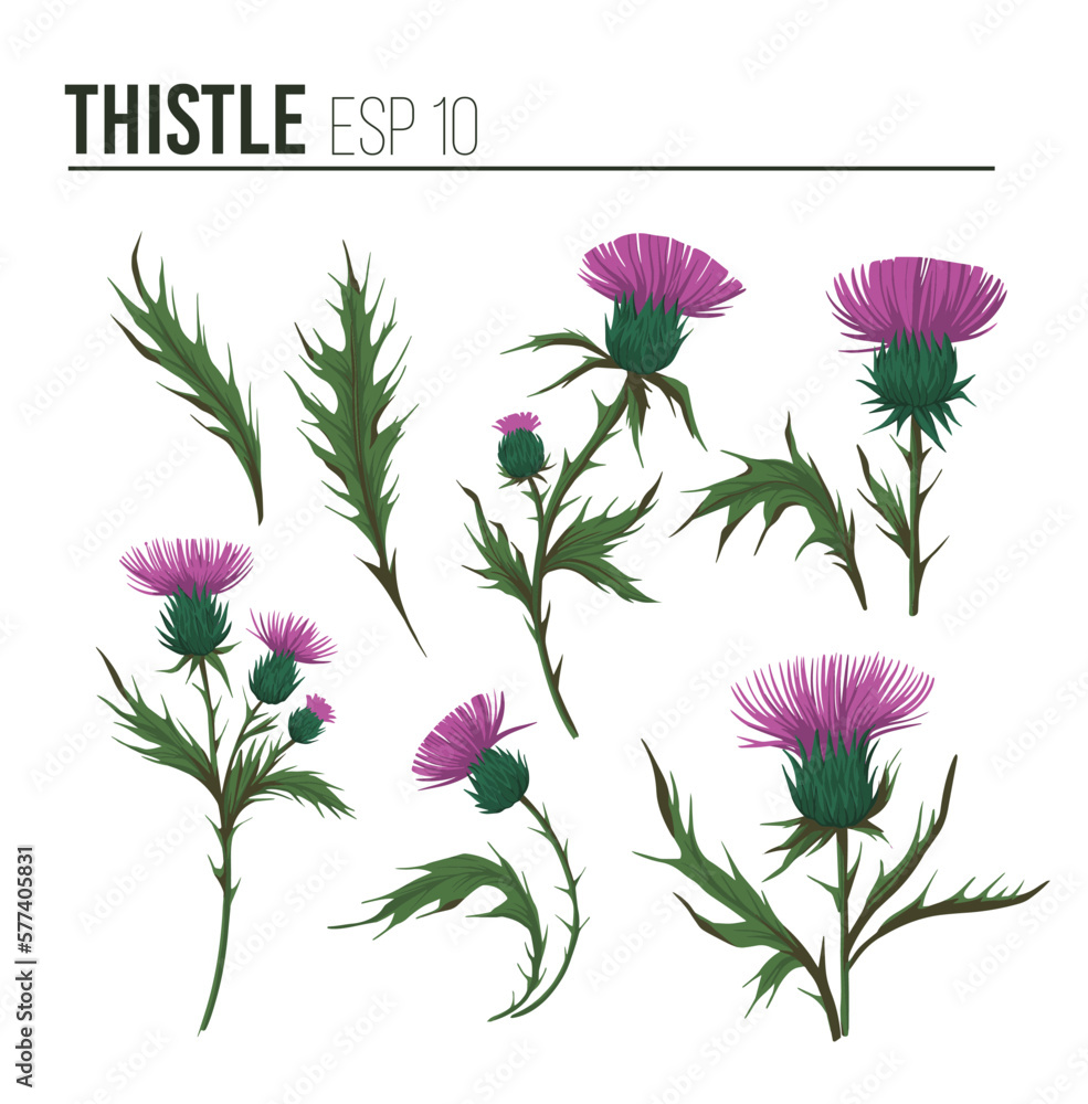 Thistle plant. Colorful illustration. Vector set of floral objects for ...