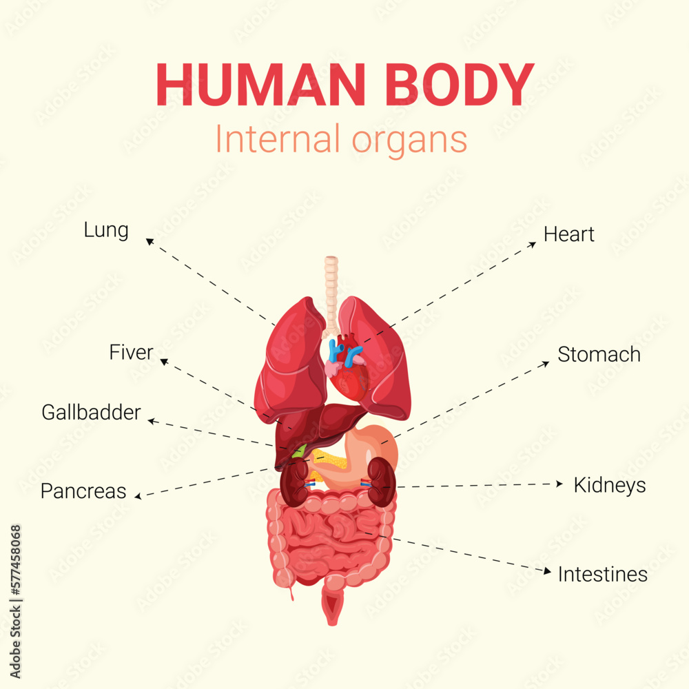Medical Education Chart of Biology for Human Body Organ System Diagram. Anatomy of human body ...