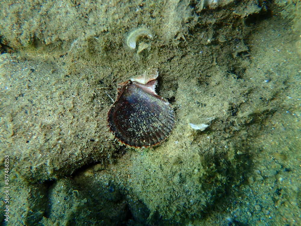 Seashell of bivalve mollusc variegated scallop (Mimachlamys varia ...