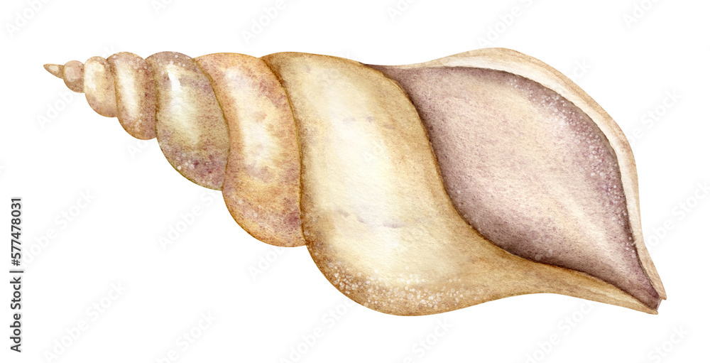 Watercolor spiral Seashell on isolated background. Hand drawn ...