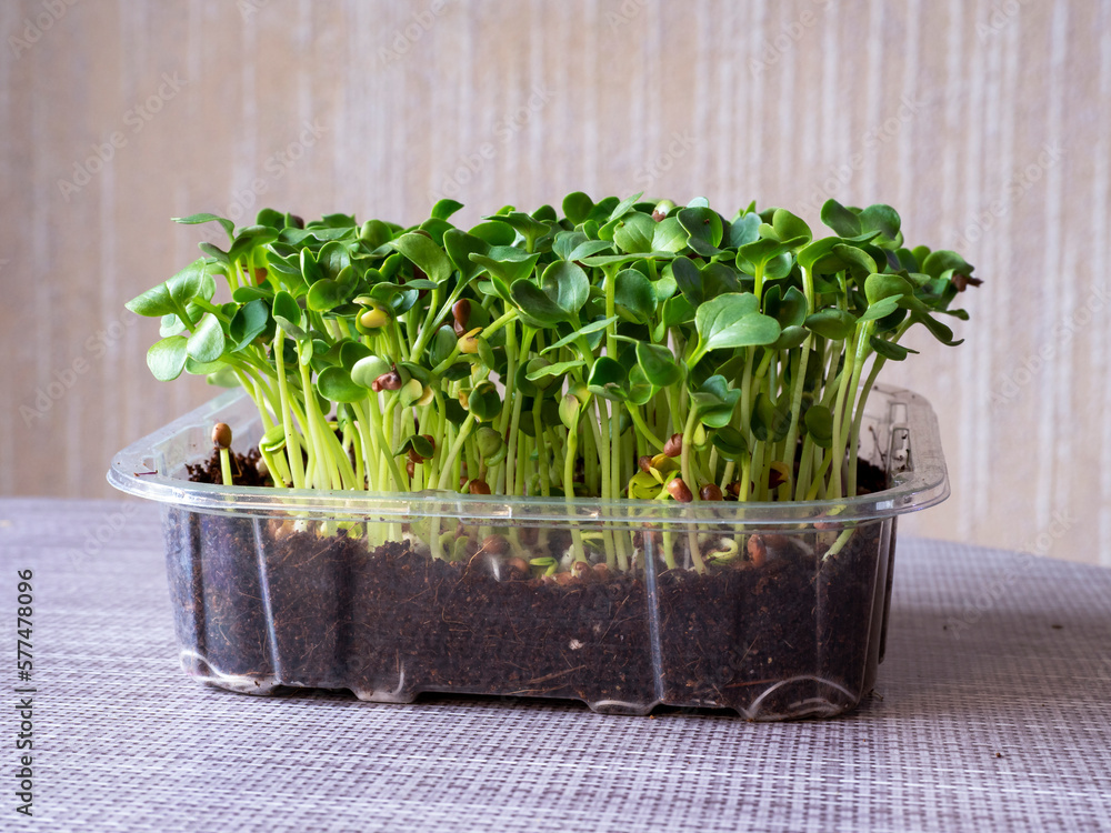 Radish Daikon microgreens growing in a plastic punnet Stock Photo ...