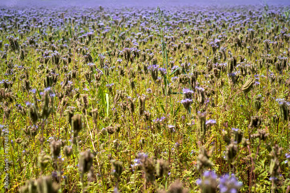 Lacy phacelia info says the plant is well-known for its ability to ...