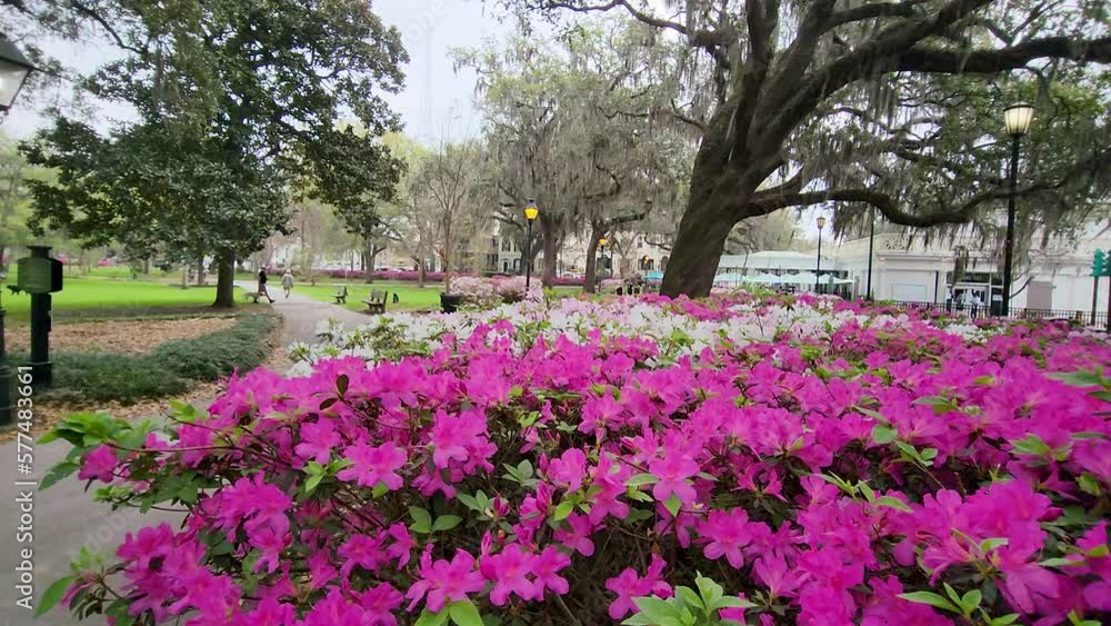 footage of a gorgeous winter landscape at Forsyth Park with pink and ...