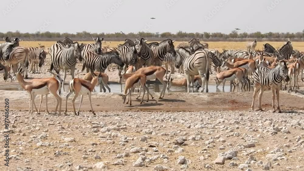Overcrowded waterhole with lots of different animals and a huge ...