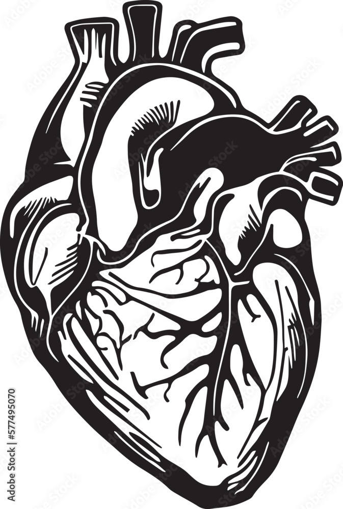 Human heart Vector illustration, on a white background, SVG Stock ...