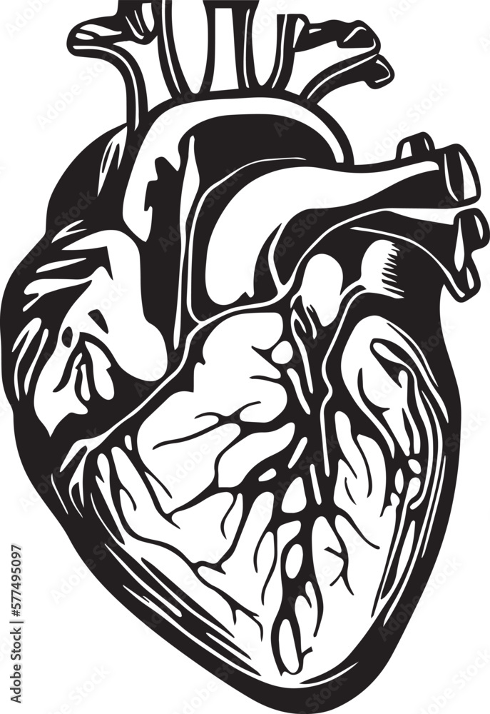 Human heart Vector illustration, on a white background, SVG Stock ...