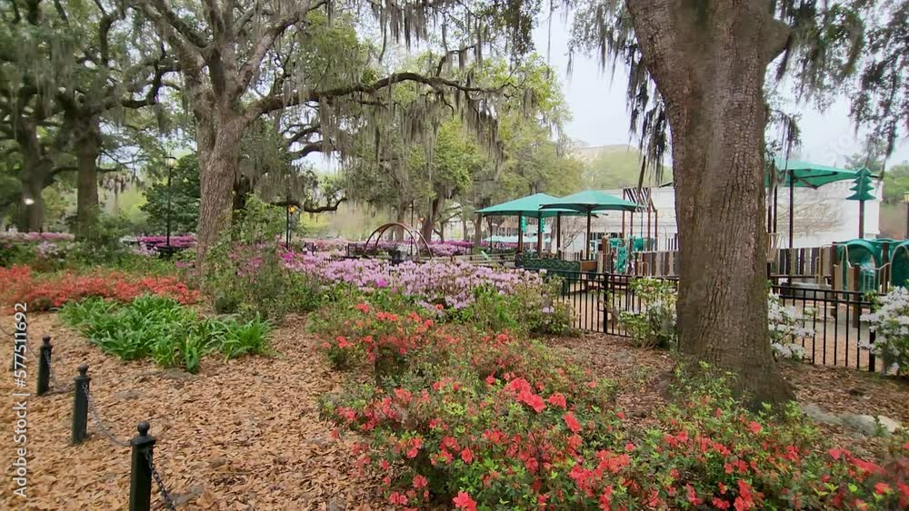 footage of a gorgeous winter landscape at Forsyth Park with pink and ...