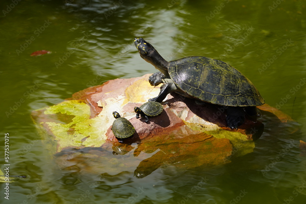 The Amazonian turtle (Podocnemis expansa) is a freshwater chelonian of ...