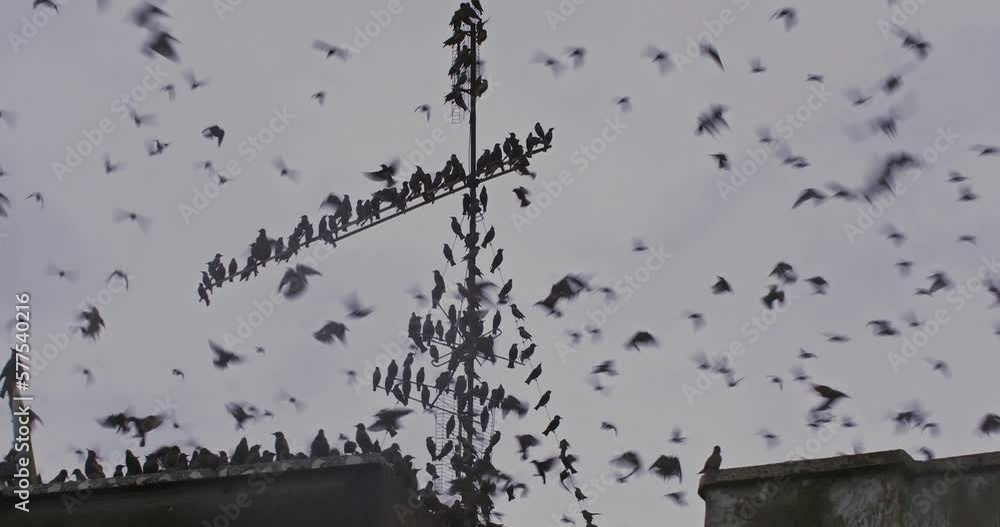 Swarm Birds flock flying in the sky over roofs building in city and sit ...