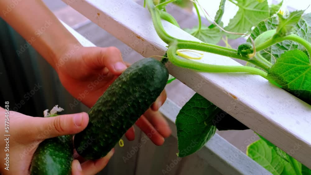 female hand holding green bunch of ripening cucumbers, Cucumis sativus ...