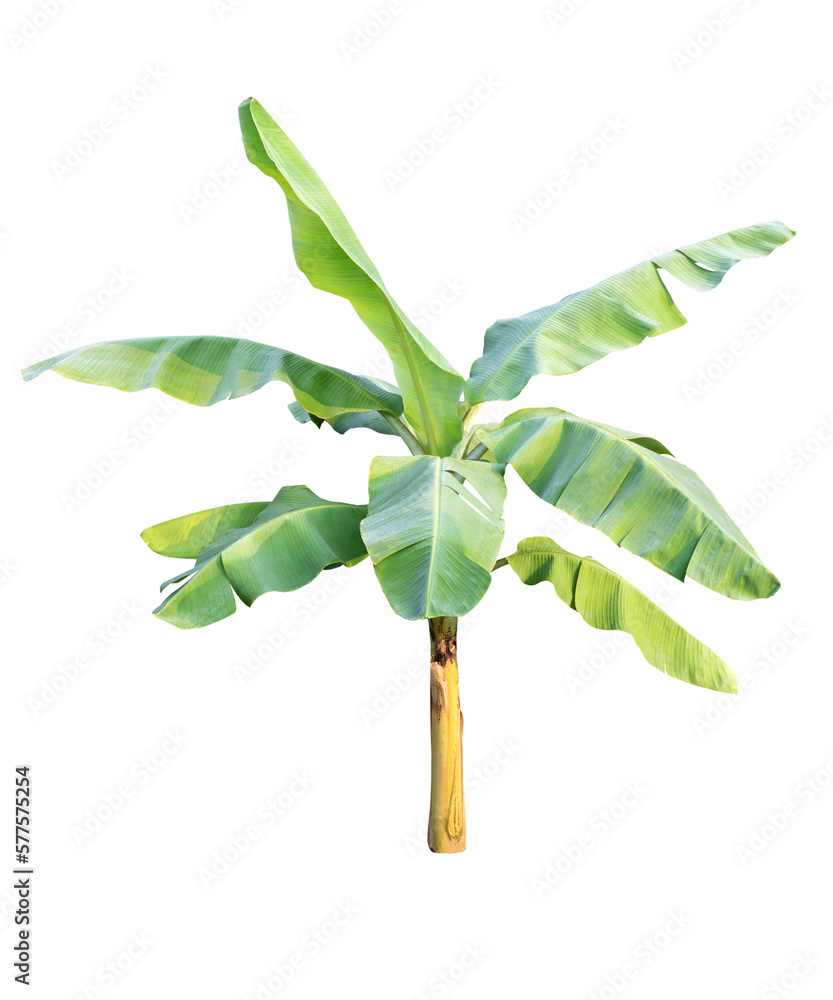 Banana tree on transparent background (png file). Stock Photo | Adobe Stock