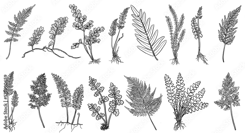 ferns outline set Stock 일러스트레이션 | Adobe Stock