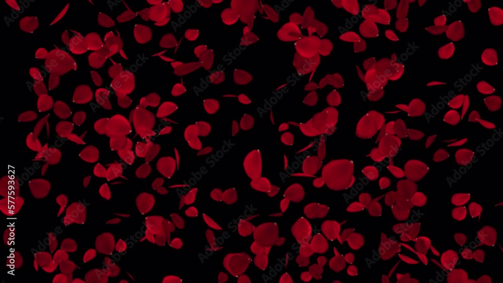 Rose petals falling animation for valentine and wedding background ...