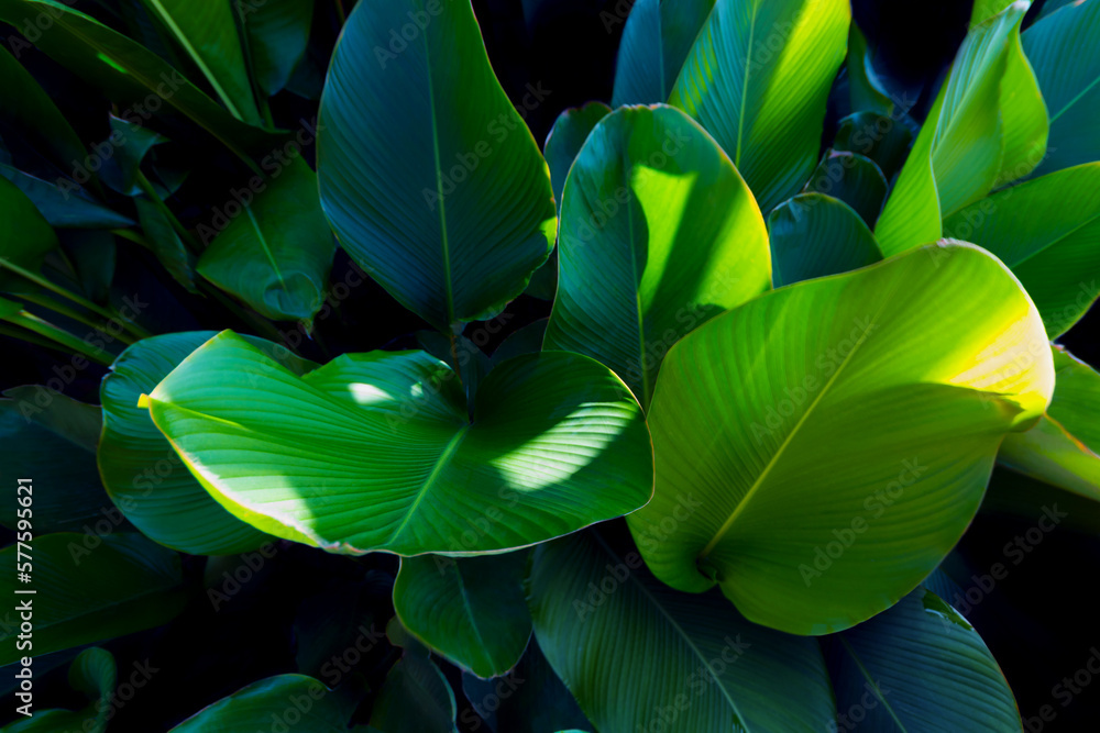 Dark green tone tropical leaf group. Calathea lutea foliage, (Cigar ...