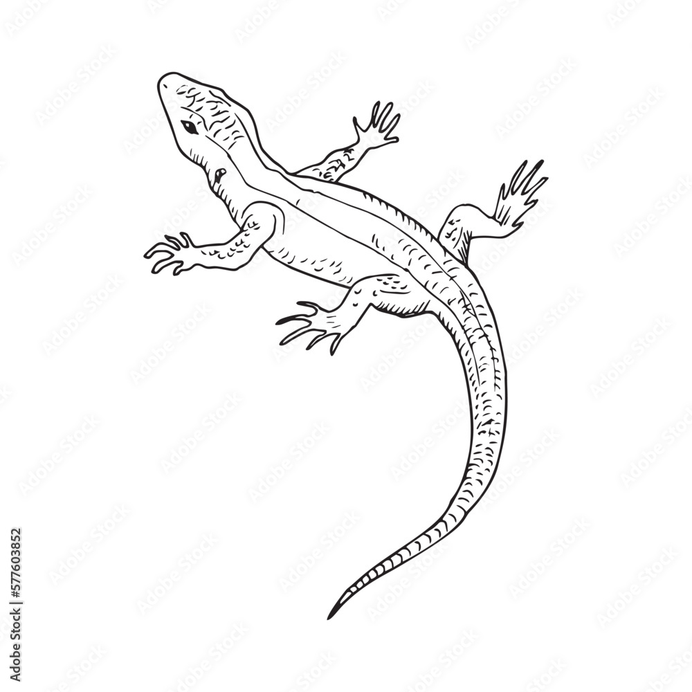 Monochrome illustration of animal in sketch style. Hand drawings in art ...