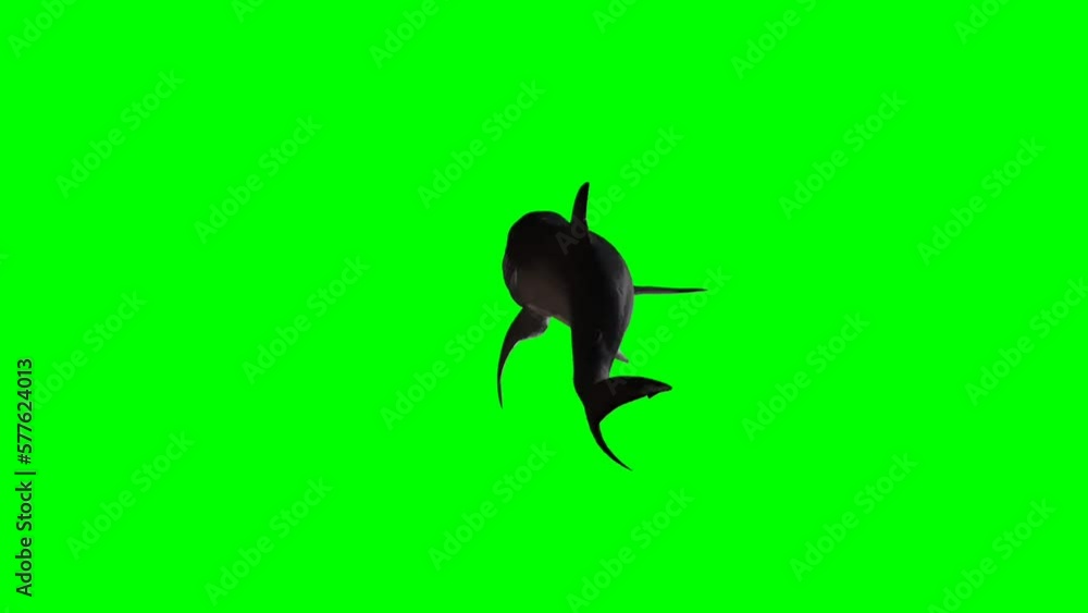 Shark Attack Green Screen, Shark attack chroma key, Shark attack, Shark ...