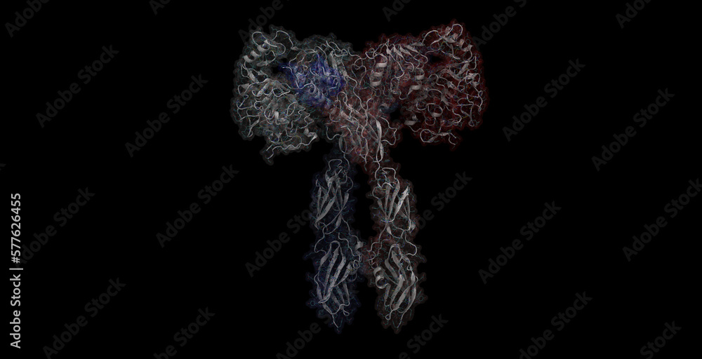 Full-length insulin receptor with bound insulin (blue domains, top) 3D ...