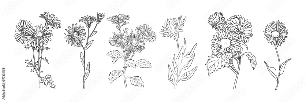 Vetor de Aster September birth month flower outline vector drawing set ...