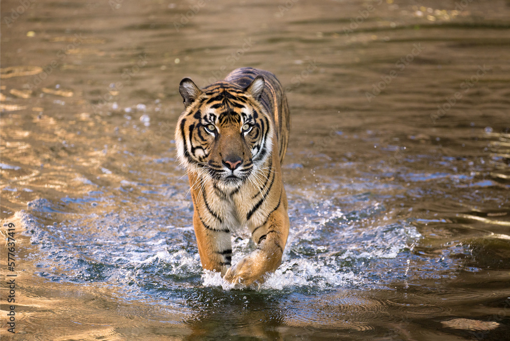 Malayan tiger male walk in water at the shore of lake Kenyir in Taman ...