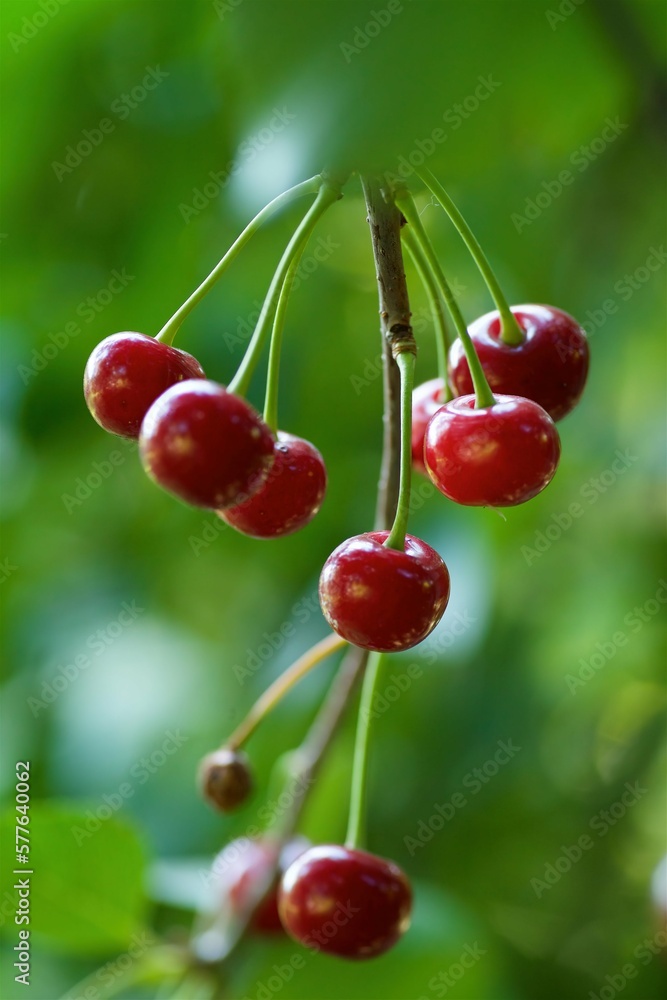 The fruit of the cherry fruit tree. Edible fruits of trees. Gardening ...