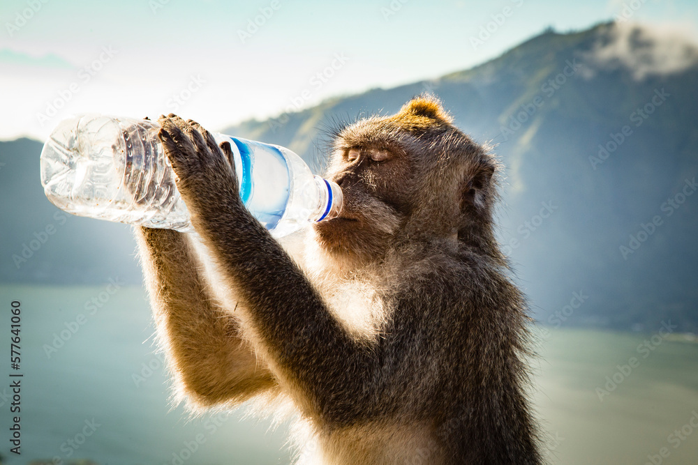 Monkey drinking water from a plastic bottle Stock Photo | Adobe Stock