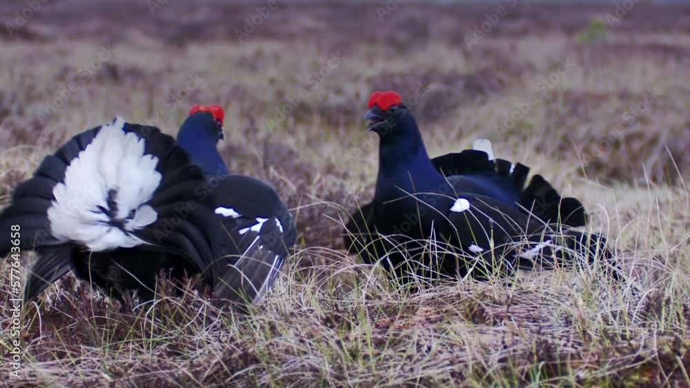 Vidéo Stock Two Black grouse fight on the bog. Black Grouse lek at ...