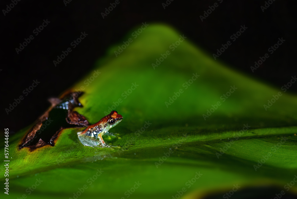 Variable Madagascan Frog - Guibemantis liber, beautiful colored tiny ...