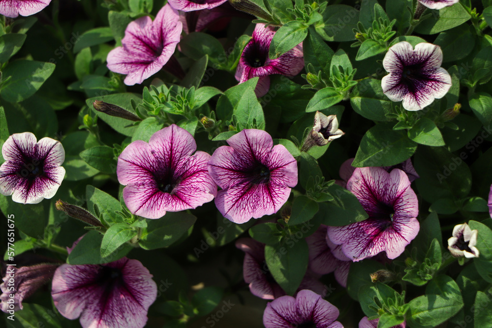 Beautiful blooming petunia flowers in window boxes on a nice summer day ...