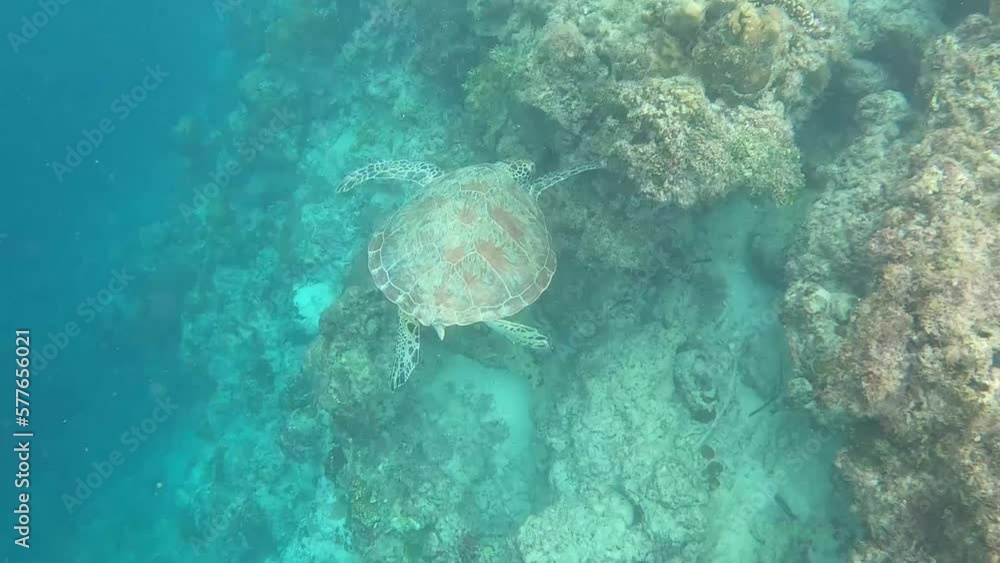 turtle is Swimming in the sea. Swimming cute wild sea turtle in the ...