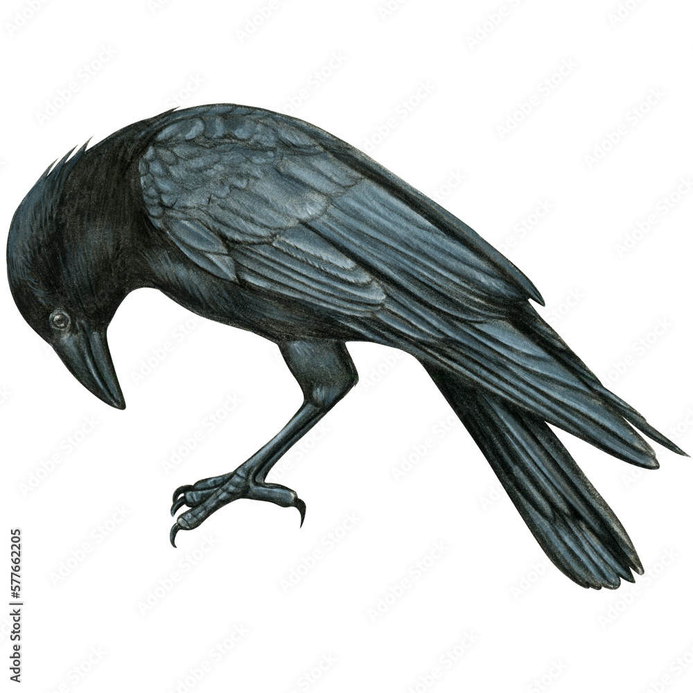 Watercolor hand drawn realistic crow Stock Illustration | Adobe Stock
