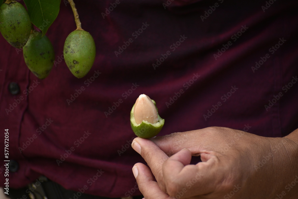 Fruit of Canarium indicum, known as galip nut, is a mainly dioecious ...