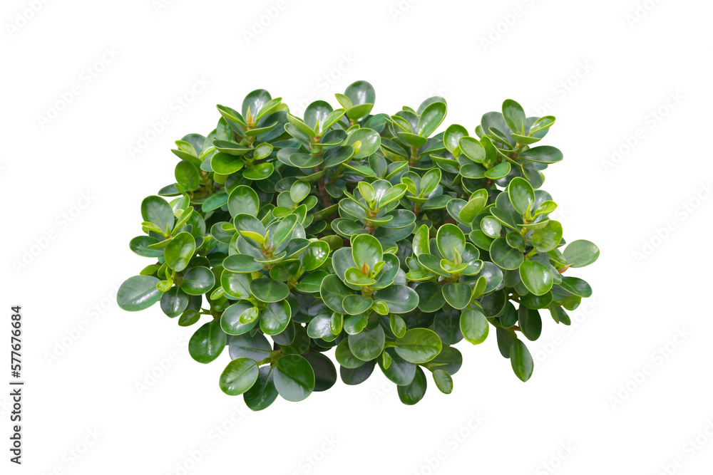 Ficus microcarpa isolated on white background included clipping path ...