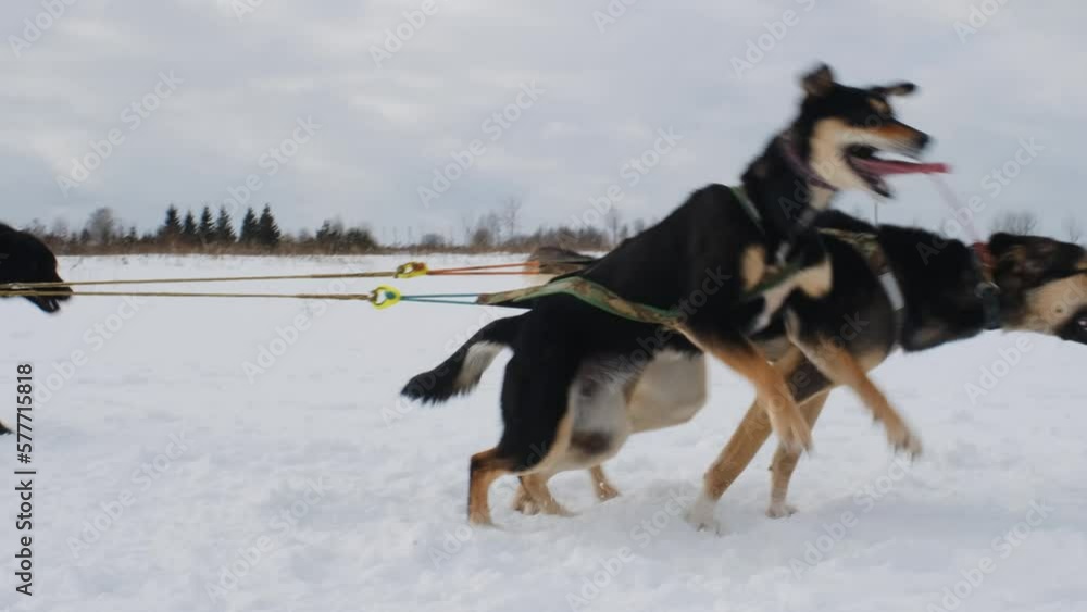 Team of northern sled dogs Alaskan Huskies in training are ready to run ...