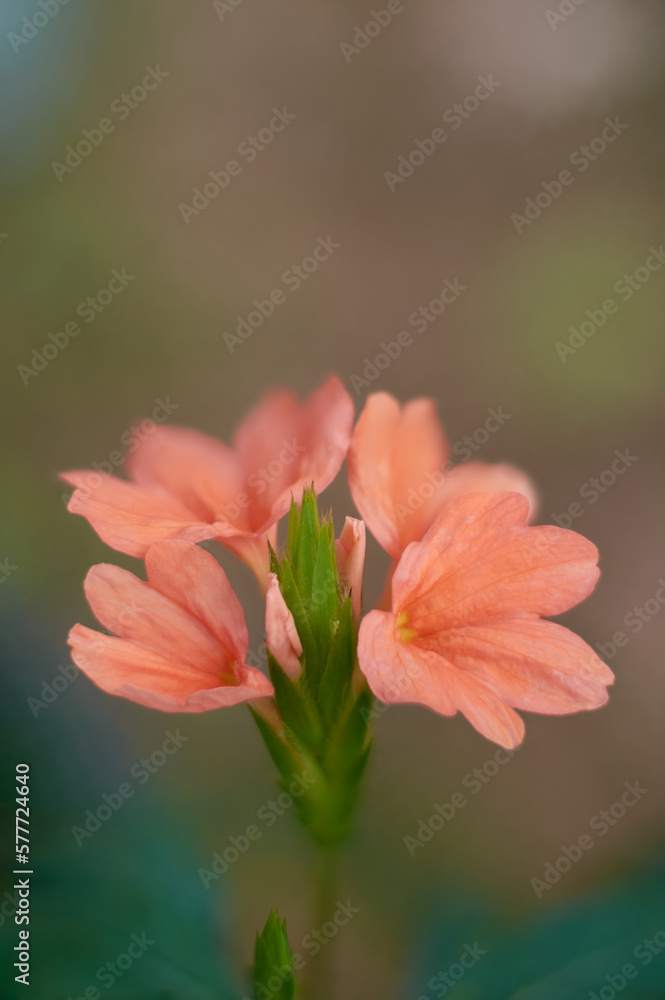 vibrant crossandra flower, aka firecracker flower, close-up view in ...