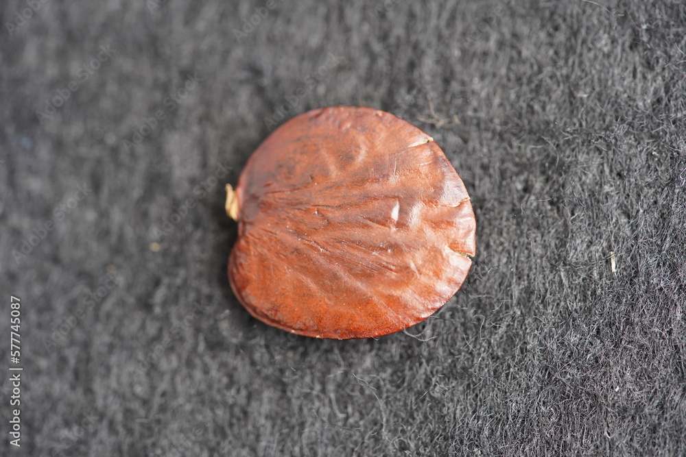 Seeds of Inga edulis, Fabaceae family, known as ice-cream bean, ice ...