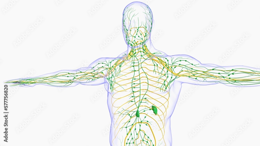 Poster Human lymph nodes anatomy for medical concept 3D rendering ...