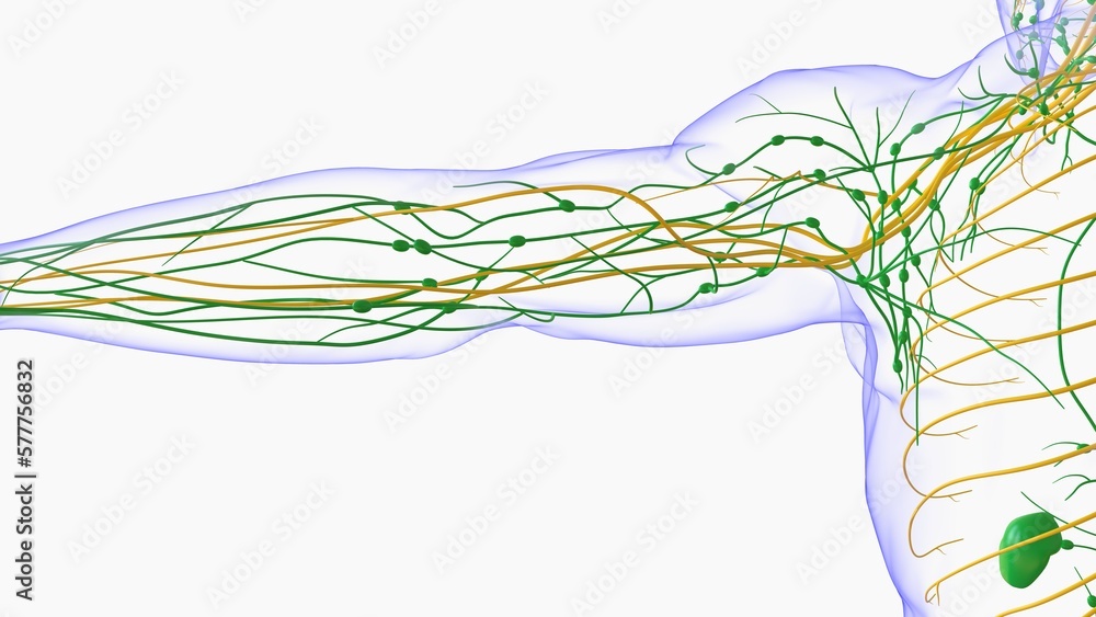Human lymph nodes anatomy for medical concept 3D rendering Stock ...