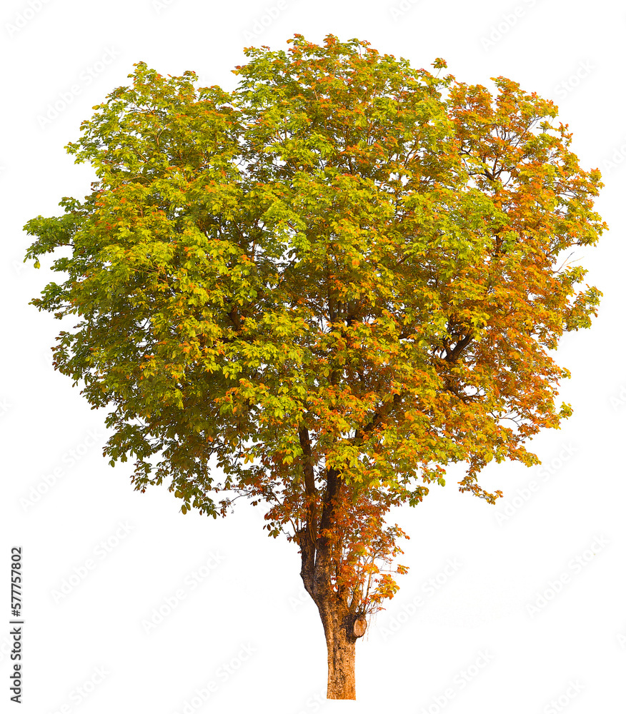 PNG autumn tree transparent background cut out original background ...