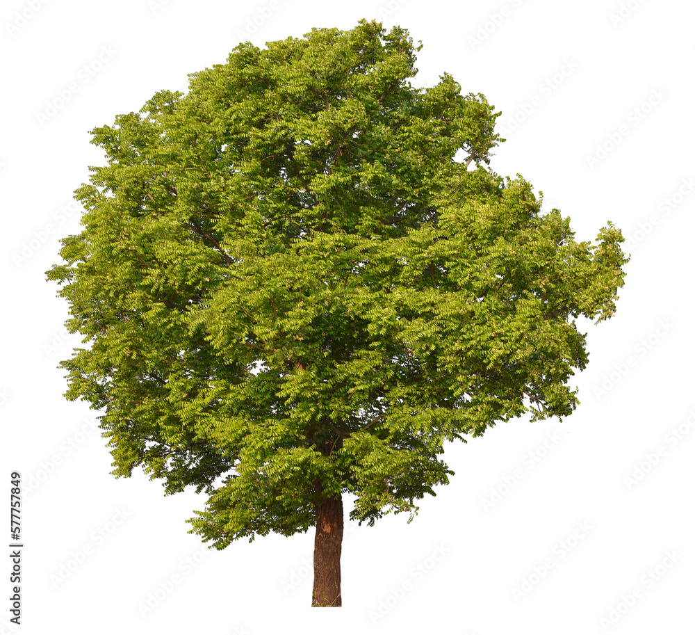 PNG tree cut out original background easy to drag and drop Stock Photo ...