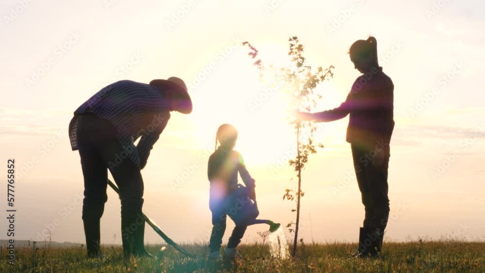 happy family planting tree sunset. father mother with child sunset ...