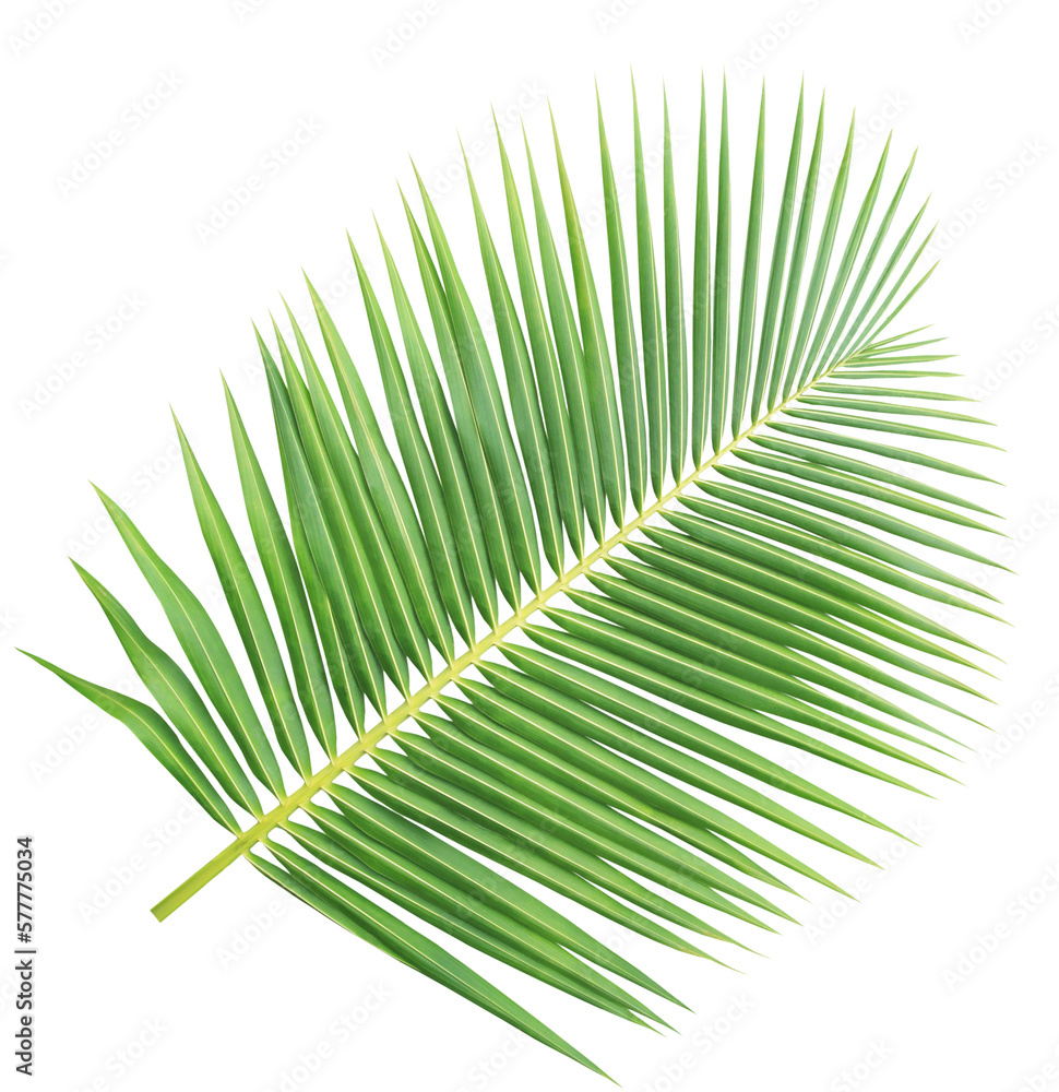 Tropical green coconut leaf on transparent background png file Stock ...