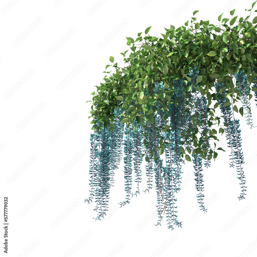 Strongylodon macrobotrys, jade vine, zamrud vine, turquoise jade vine ...