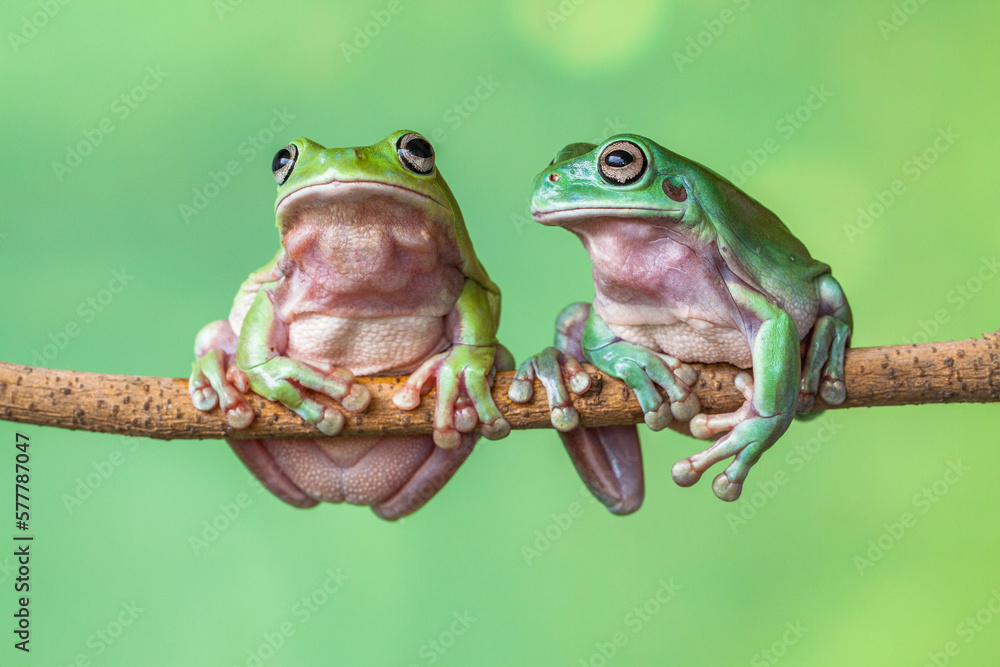 The Australian green tree frog (Ranoidea caerulea), also known as ...