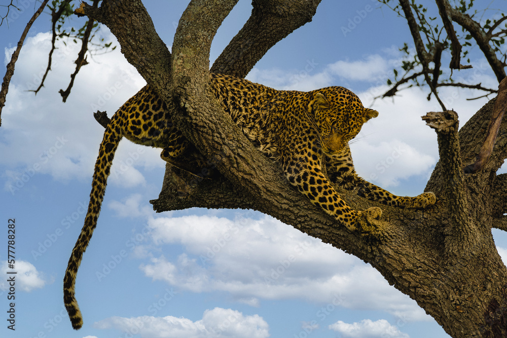 Leopard big cats in the wildernes of the Masai Mara Stock Photo | Adobe ...