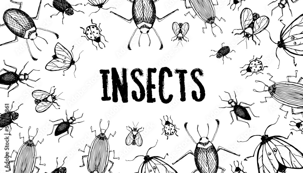 Insect illustration, drawing, engraving, ink, line art, vector Stock ...